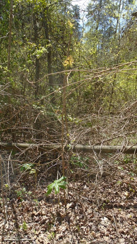 Devil’s Walking Stick - Clio